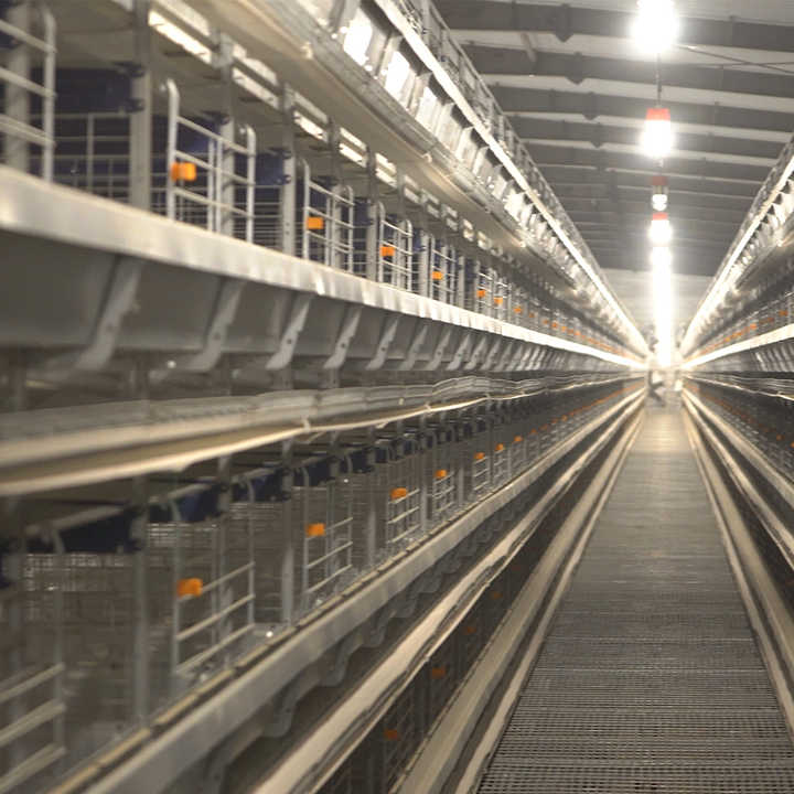 Layer Cages System - Best Automatic Poultry for Chicken Farms