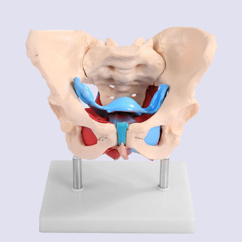 Medical Science Male and Female Pelvic Model Female Pelvic Floor Muscle ...
