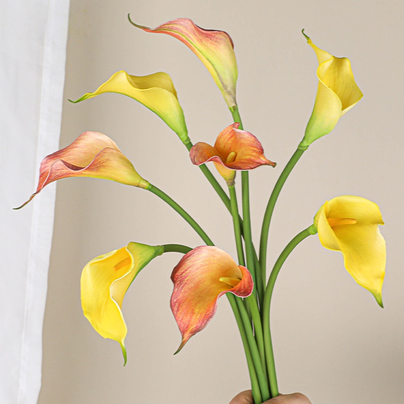 How to Choose Calla Lily Seeds: A Complete Buying Guide