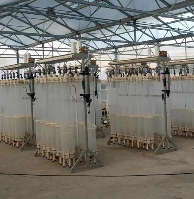 Chlorella Algae Photobioreactor - Efficient Growth Solutions