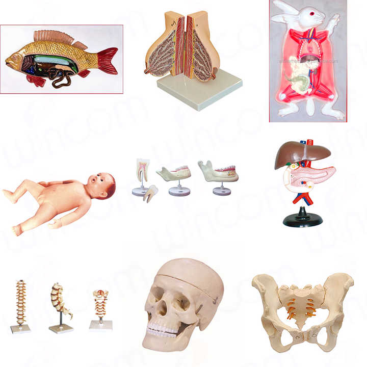 Modelos de anatomía científica Wincom, modelo anatómico 3D de oreja ...