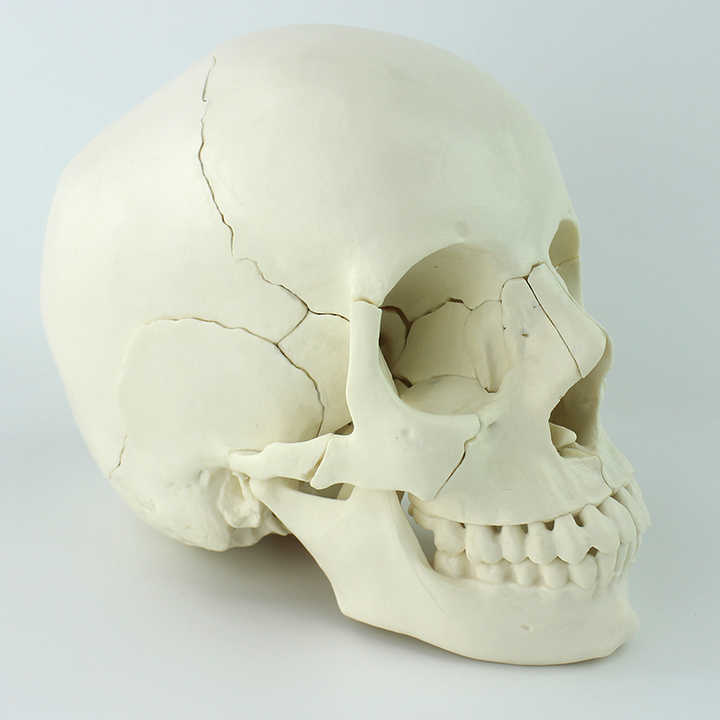 factory cheap price teaching model skeleton plastic skull model ...