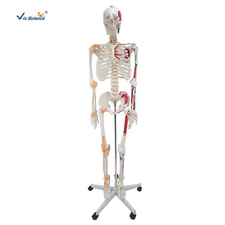 Life-Size 180cm Human Skeleton Model With Colored Muscles and Ligaments ...