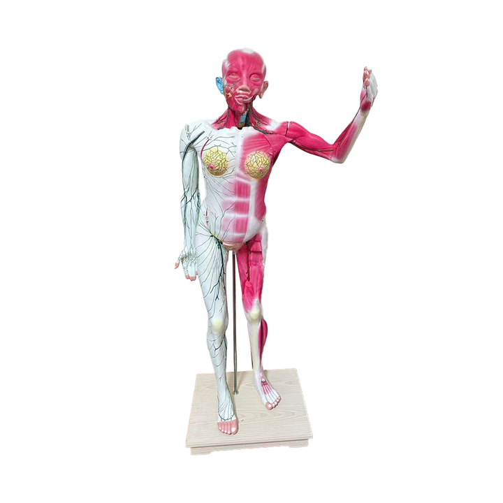 Life-Size Articulated Human Skeleton Model for Medical Training ...