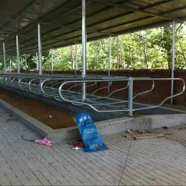 New Design Dairy Barns with Free Stalls Cow Laying Beds for Cattle Farm ...