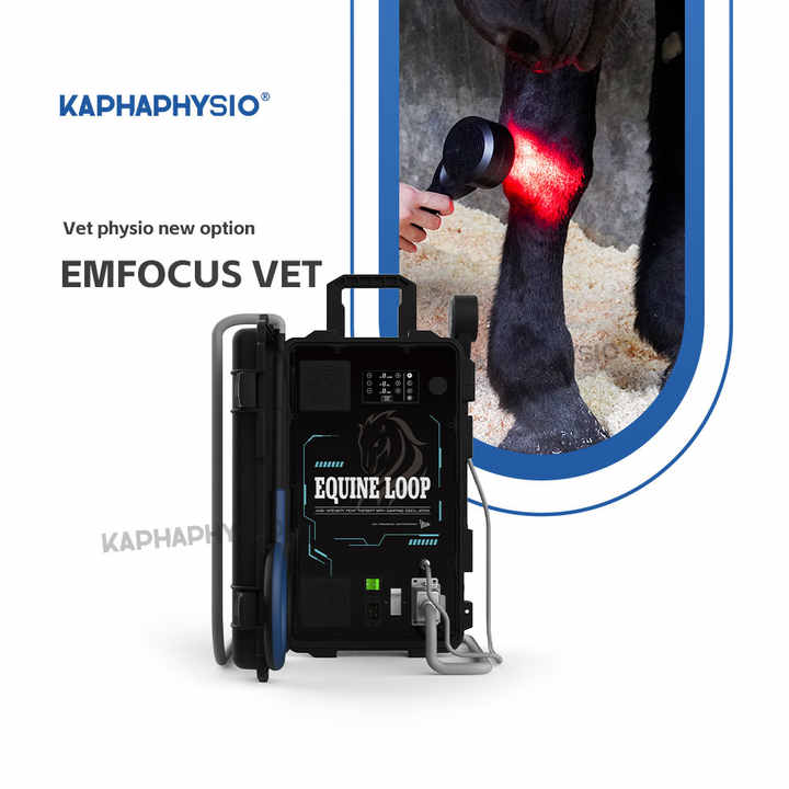 Kaphaphysio Veterinary Equine PEMF Therapy and Cold Laser Treatment ...