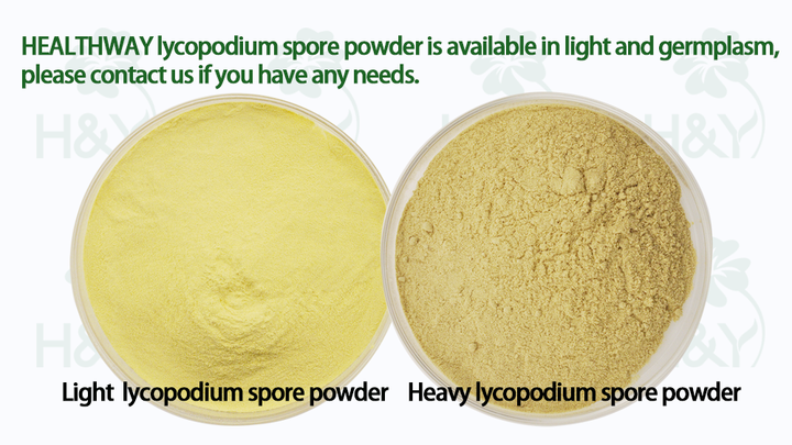 Lycopodium Clavatum extract Lycopodium Spore Powder pollination ...