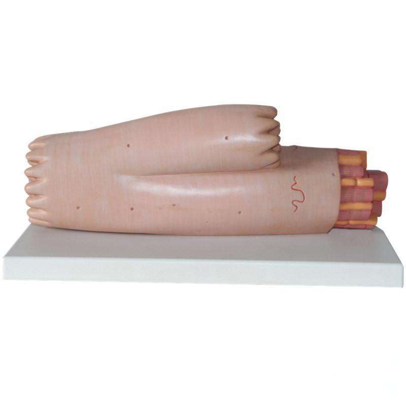 Medical Teaching Model Magnified Myocardium Anatomy Model for ...