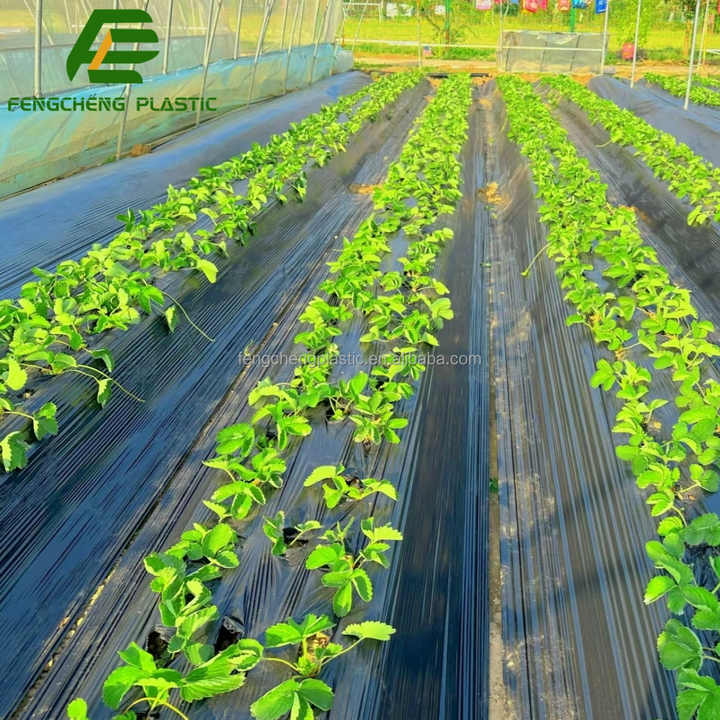 Perforated LDPE Polythene Mulching Sheet for Vegetable Farms ...