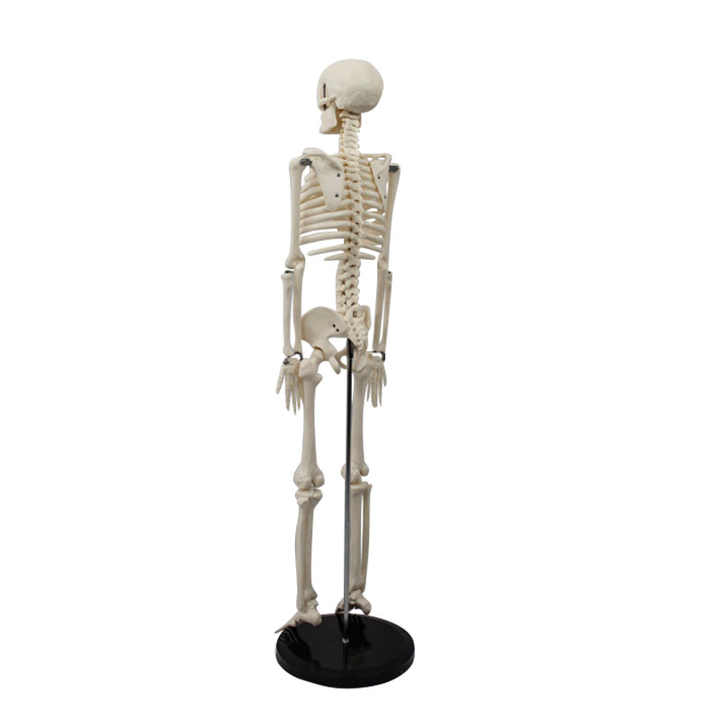 180cm 170cm 85cm Natural Size Human Skeleton Model for Medical Science ...