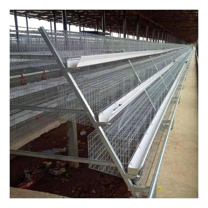 A Type Automatic Layer Cage System for Efficient Chicken Farming