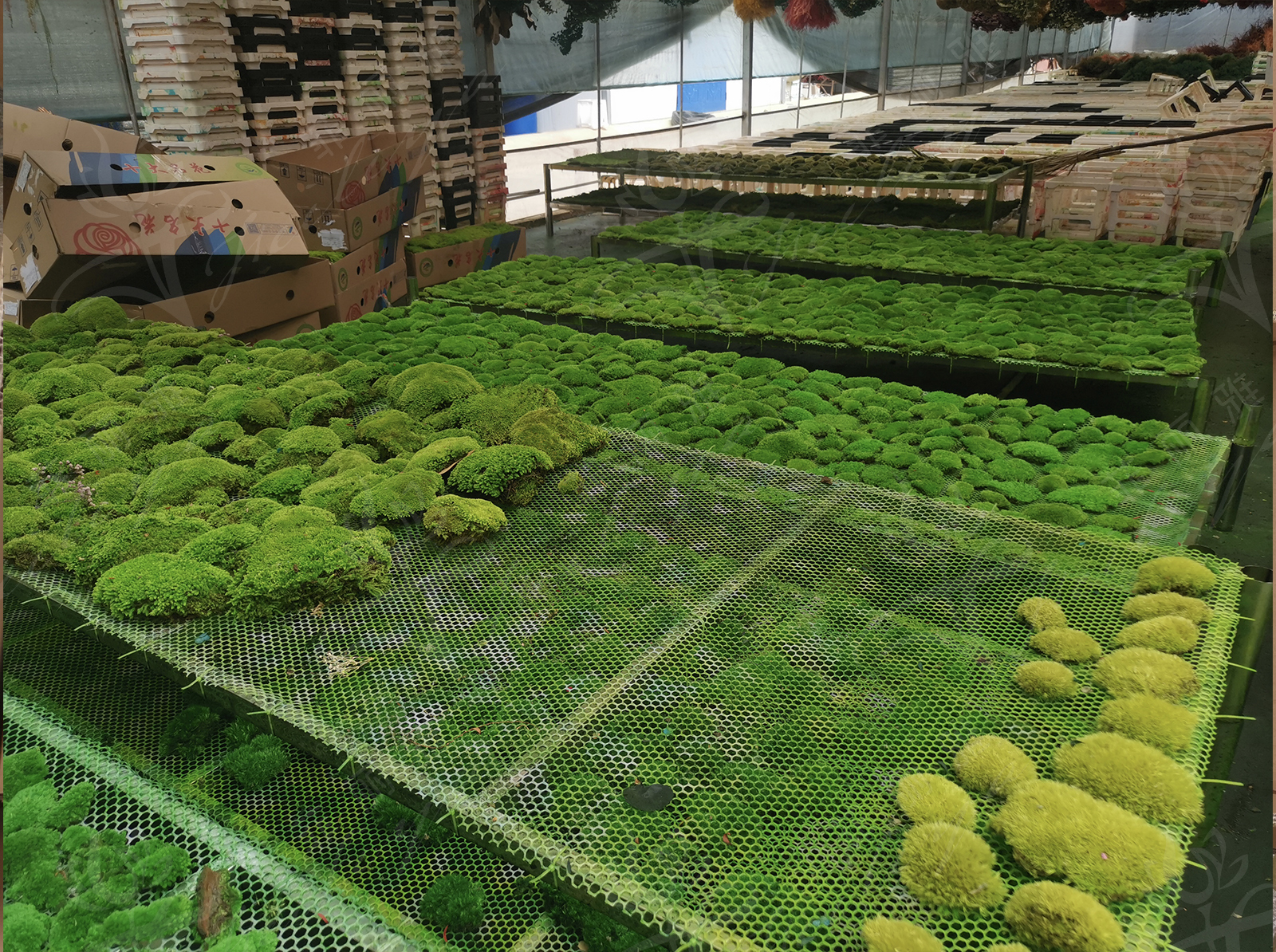 How to Choose the Best Murals Wooden Moss for Your Space