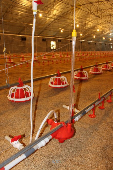 Efficient Solutions for Animal Hydration with pig cup pipe Systems