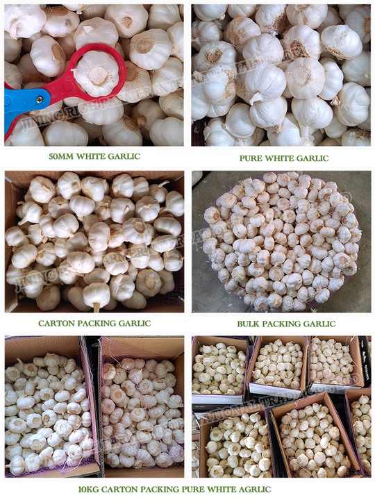 Shandong China Good Garlic 2025 New Crop Garlic Free Samples| Alibaba.com