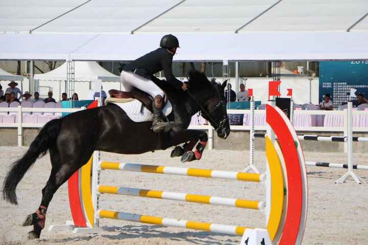 Customized Horse Show Jumping Fills - Durable & Versatile