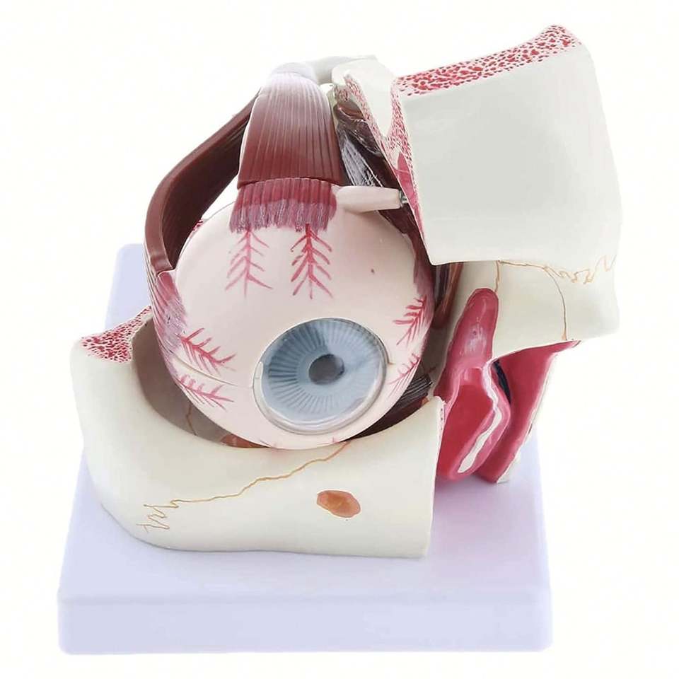 KyrenMed Human Eyeball Socket Nerve Corneal Iris Model 3 Times ...