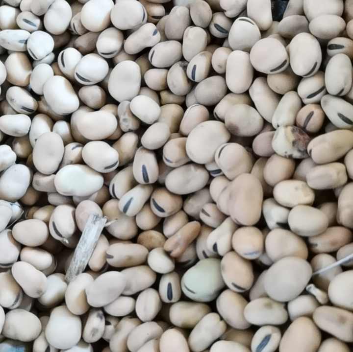 Feed Grade Dry Broad Bean Split Small Broad Bean for Animal Feed ...