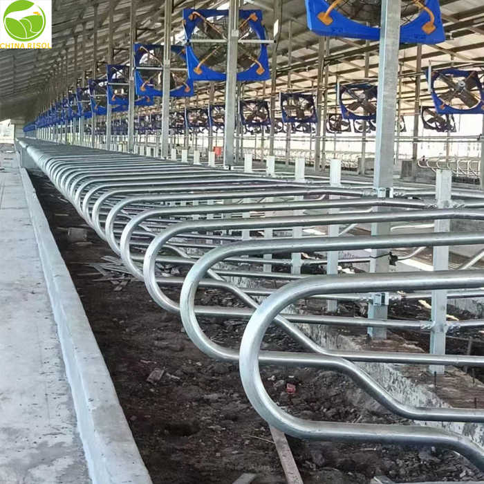 Dairy Cattle Housing Design Hot Dip Galvanized Cow Free Stall Cattle ...
