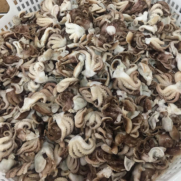 Frozen Octopus for Sale - Durable Polybag Packaging