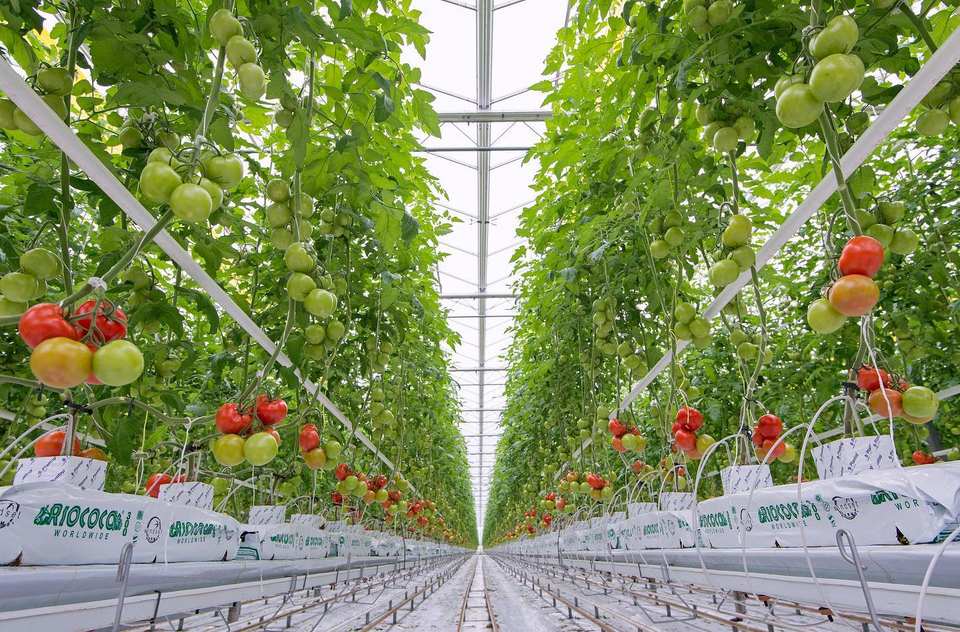 Tomato Farm Tied Rope Plus Tomato Tips Supporting Cucumbers and ...