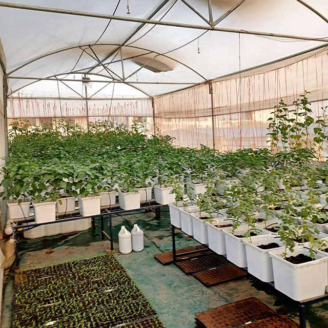 Factory Complete Hydroponic Tomato Dutch Bucket Grow System Dutch ...