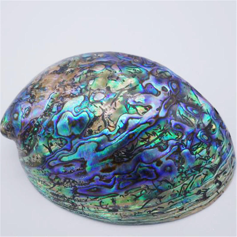 Hot Sale Exquisite Polished Abalone Shell Natural Crafts Seashell From ...