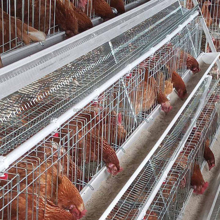Low Cost 5000 Birds a Type Chicken Layer Cage Farm Design Automatic ...