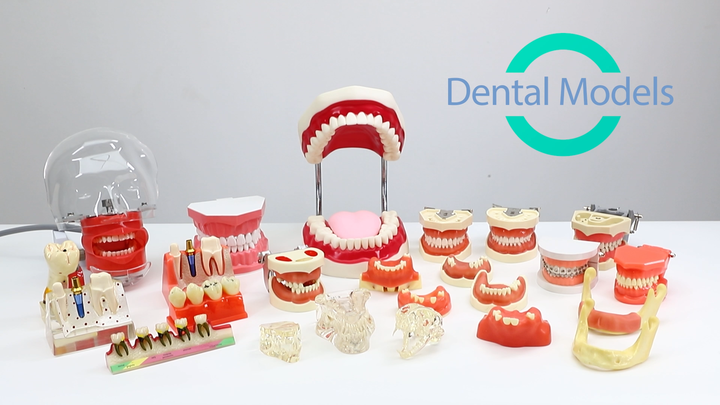 Dog Dentition Model - Clear Canine Dental Anatomy