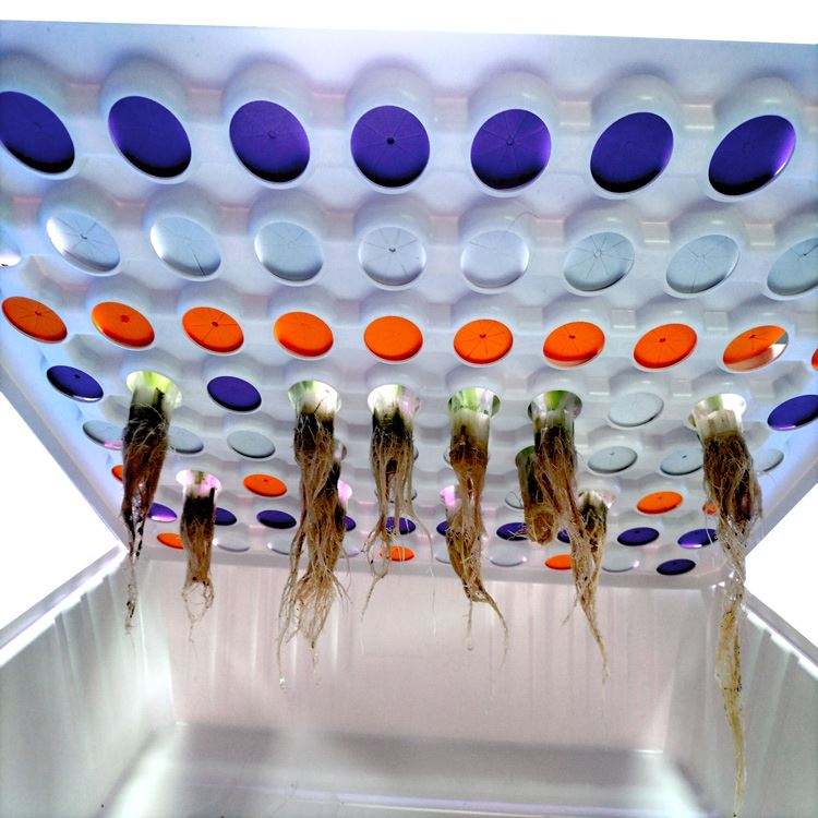 How to Choose the Best Cloning Plants System for Your Garden