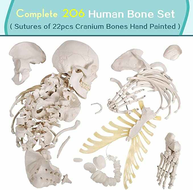 Latest Human Skeletal Anatomy Model - 67 High Bone Structure