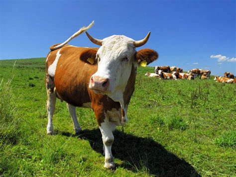 Bacillus Subtilis Bacillus Licheniformis Probiotic for Plant ...