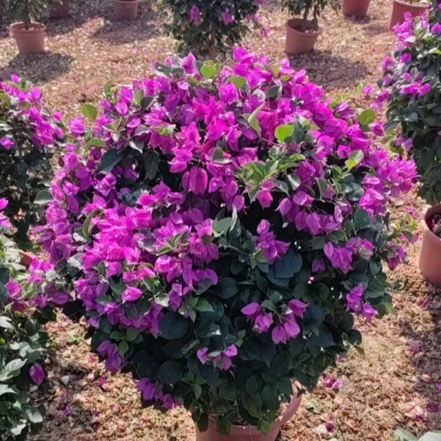 How to Choose Agricultural Plants: A Complete Buying Guide
