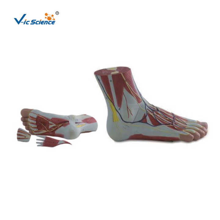 Regional Anatomy Of The Foot Human Foot Model Foot Model Mannequin ...