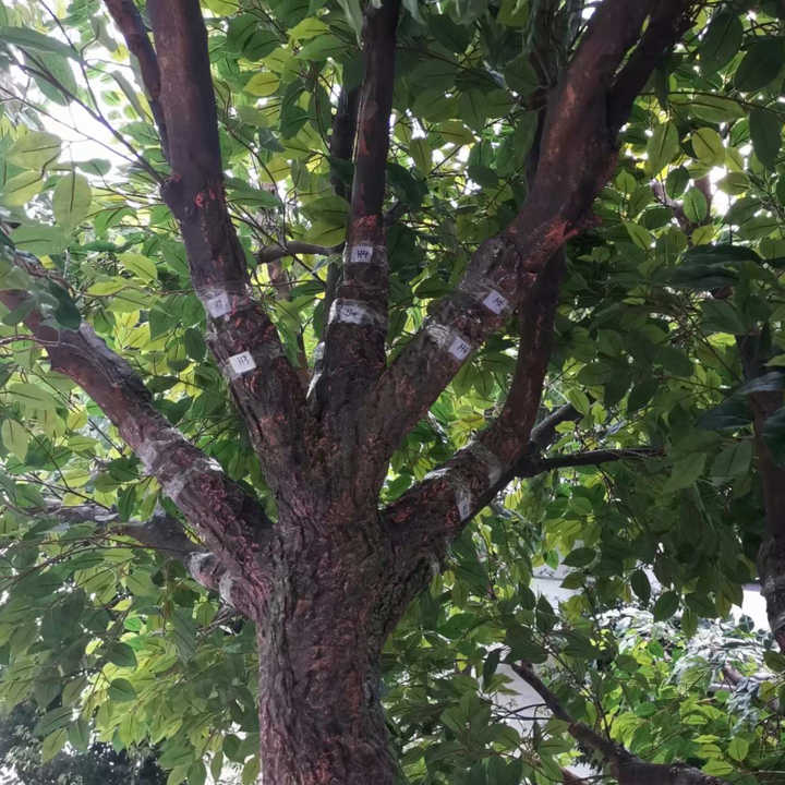 Fake Plastic Plants - Lifelike Artificial Banyan Trees