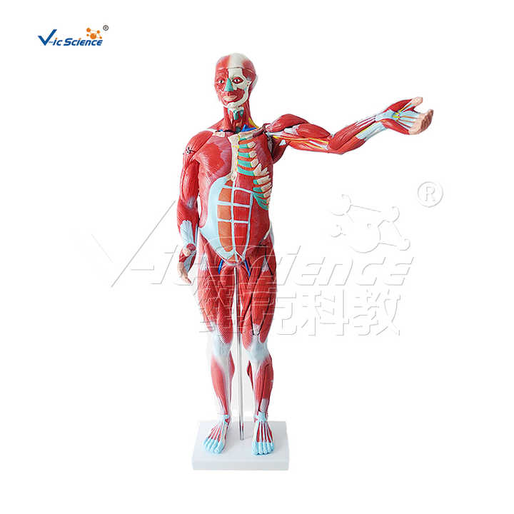 PVC Human Anatomy Model - 27 Parts for Medical Teaching