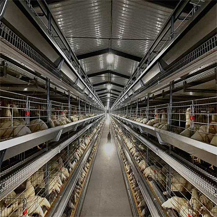 Fully Automatic H-Type Layer Stacked Chicken Cages for Laying Hens ...