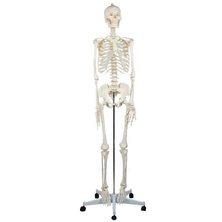 180cm Skeleton with Muscles and Ligaments - Anatomical Model