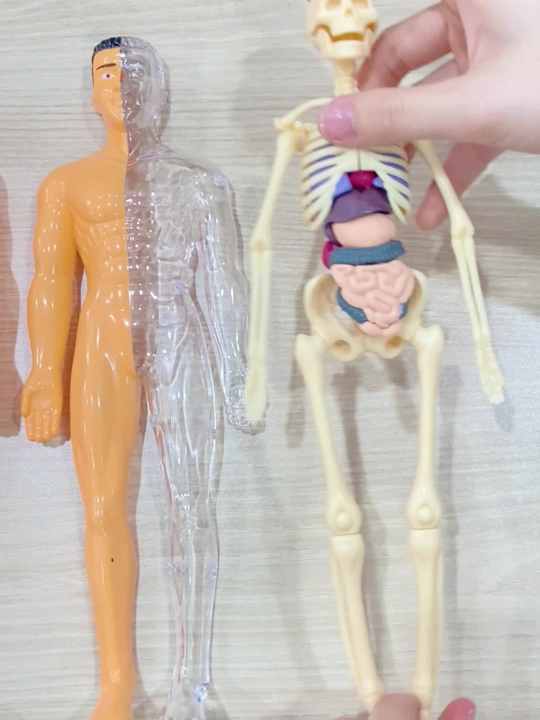 Quality Wholesale Human Skeleton Organ Model Toys Assembly Skeleton ...