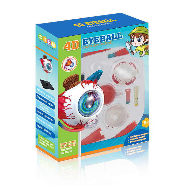 Wholesale 4D Eyeball Organs Structure Anatomy Model Kit