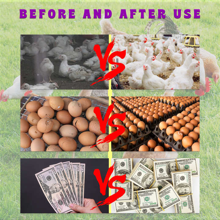 OEM Broiler Fermented Feed Additive Broiler Growth Promoter Chicken ...