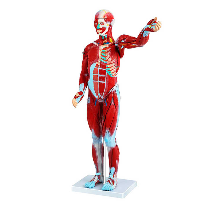 80 Cm Human Anatomy Muscular Model - 27 Parts for Learning