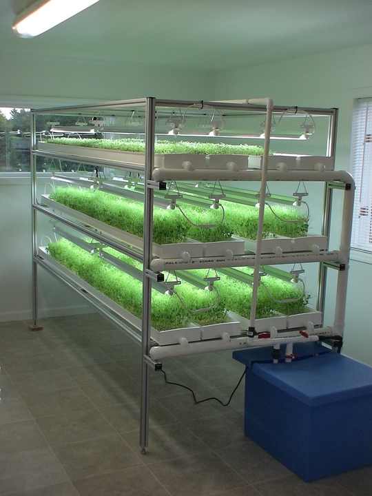 Hydroponic Fodder System/barley/oats/alfalfa Growing Fodder Hydroponic ...