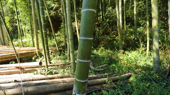 Eco-Friendly Bamboo Fence for Outdoor Privacy – Moso Bamboo Courtyard ...