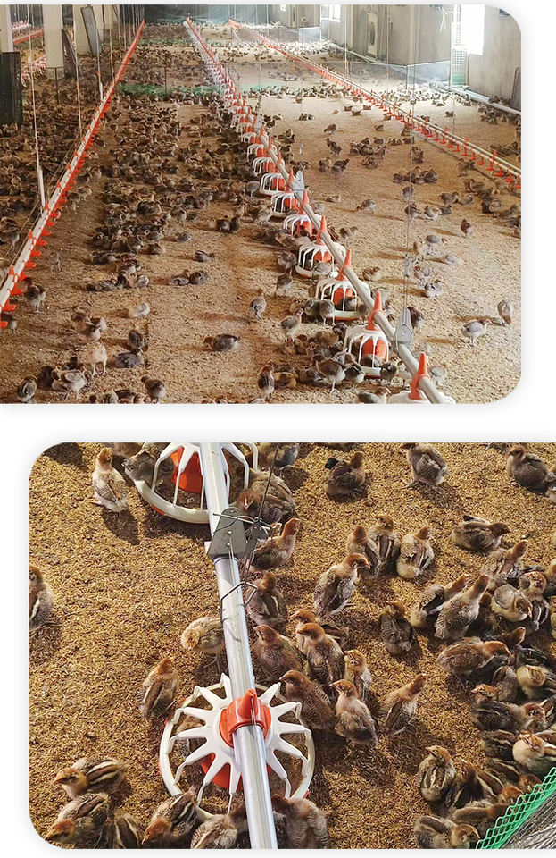Poultry and Broiler Chicken Farming Automatic Ground Feeder, Feeding ...