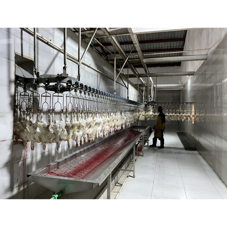 2026 New Chicken Slaughtering Machine/Poultry Plucker Automatic Steel ...