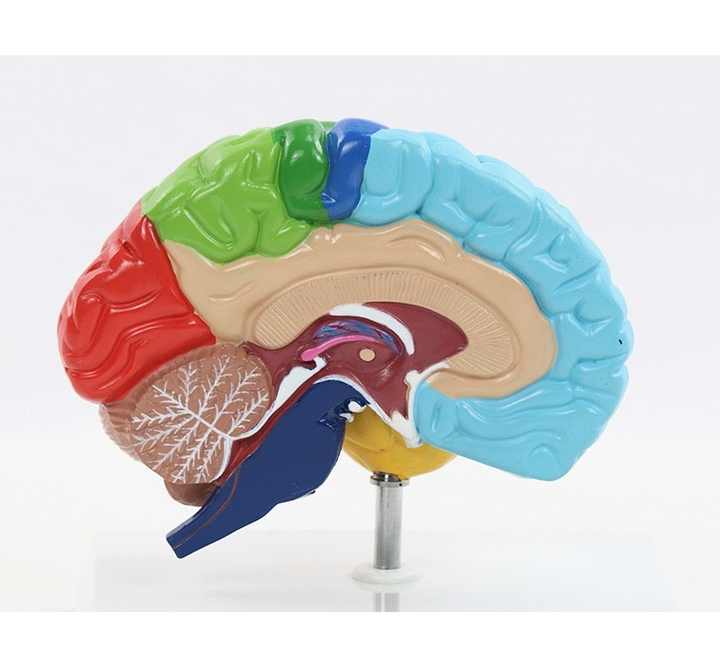 Medical Teaching the Anatomy of Human Brain Model in Human Life-size ...