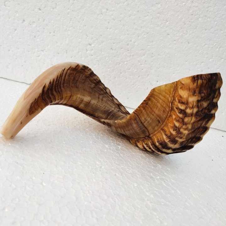 Natural Ram Shofar Horn for Jewish Religious Purposes Best Quality Ram ...