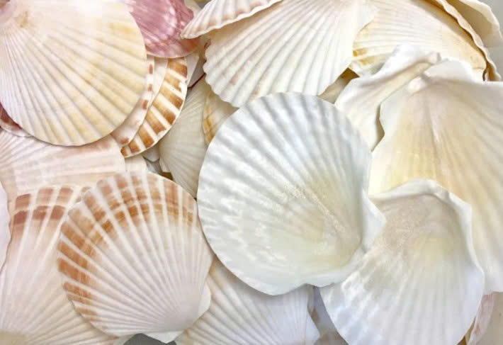 Natural Mixed Seashells From Vietnam Eco Friendly Decorative Ocean ...