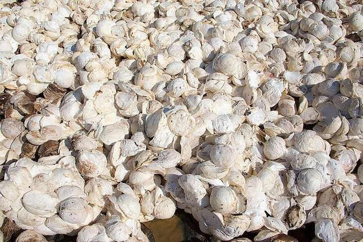 Vietnam Lump Cup Premium, molding-grade natural rubber cup lump offered ...