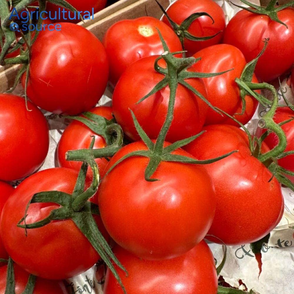 How to Choose Bottle Ground F1 Hybrid Seeds: A Complete Buying Guide